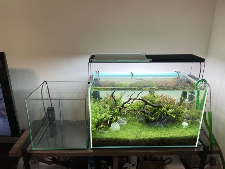 【30cmキューブ水槽】水量や重さ・熱帯魚の数について詳しく解説！～エビや魚は何匹入れるべきか～｜アクアぷらす