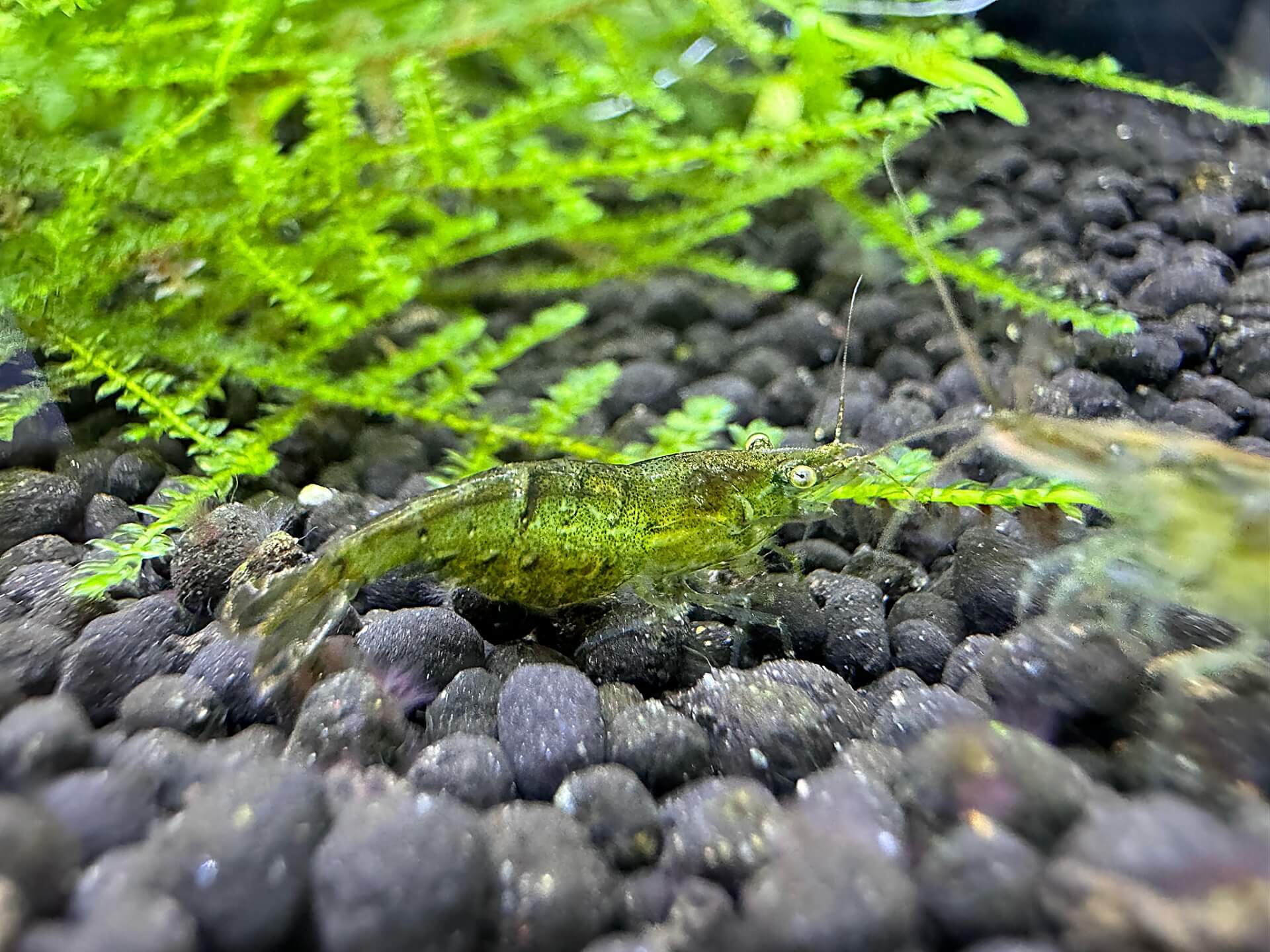 【ミナミヌマエビの飼育完全ガイド】寿命や水温・繁殖・エサについて初めて飼う方のために解説！ | アクアぷらす