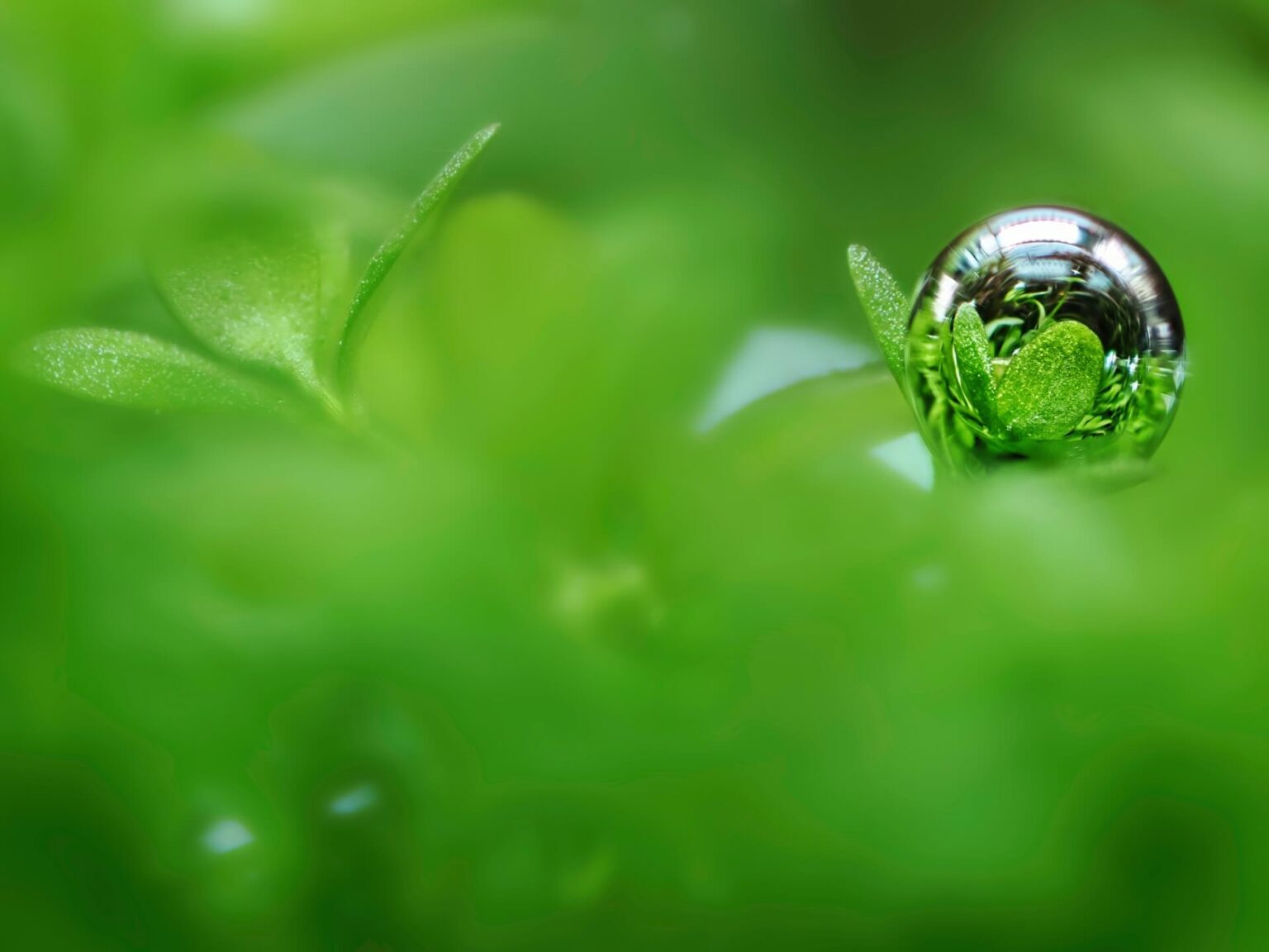 水草水槽歴13年の私がClscea Co2ディフューザーをおすすめする5つの理由！ | アクアぷらす